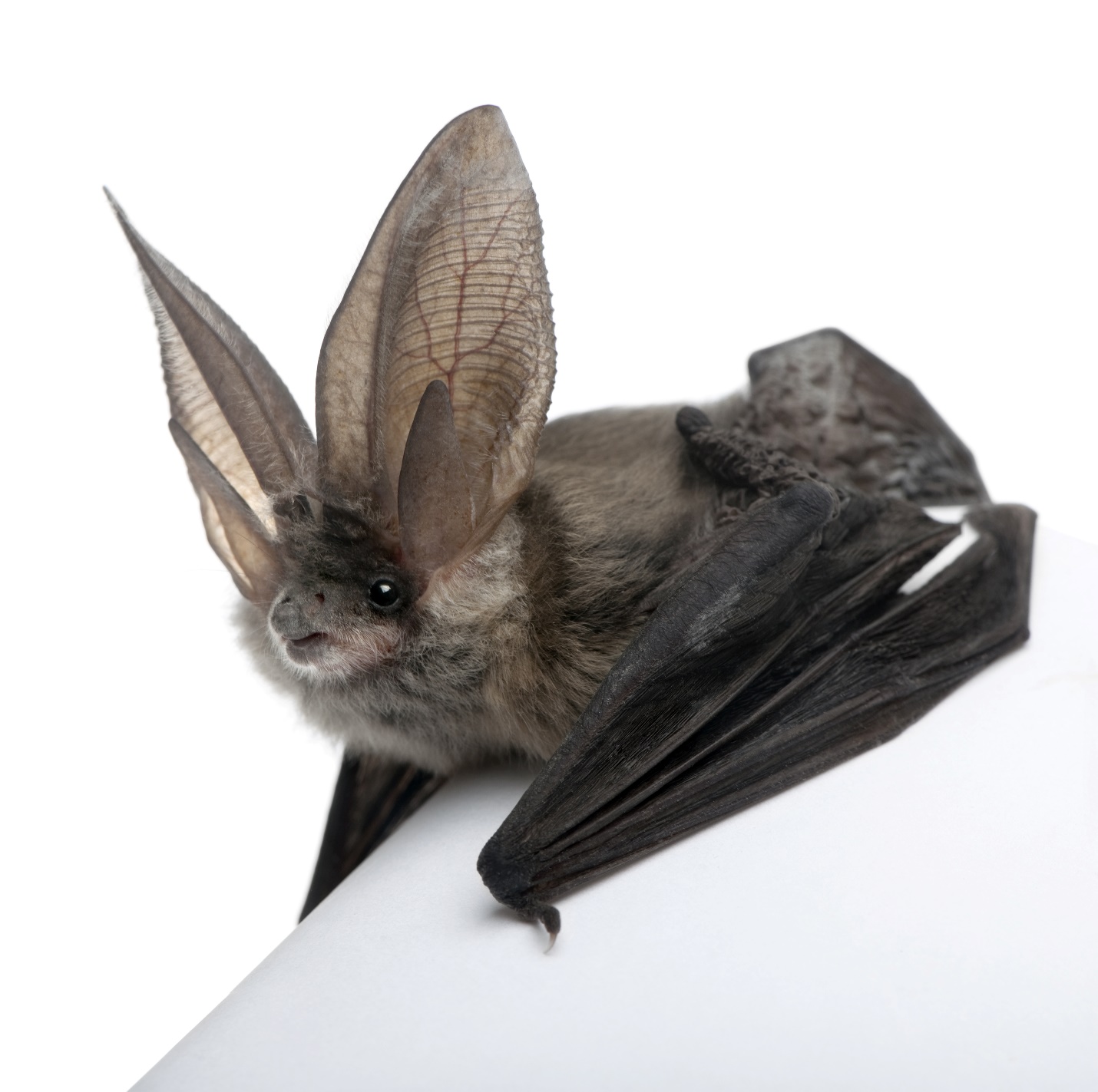 How Bats Prepare for the Winter | Animal Capture Wildlife Control
