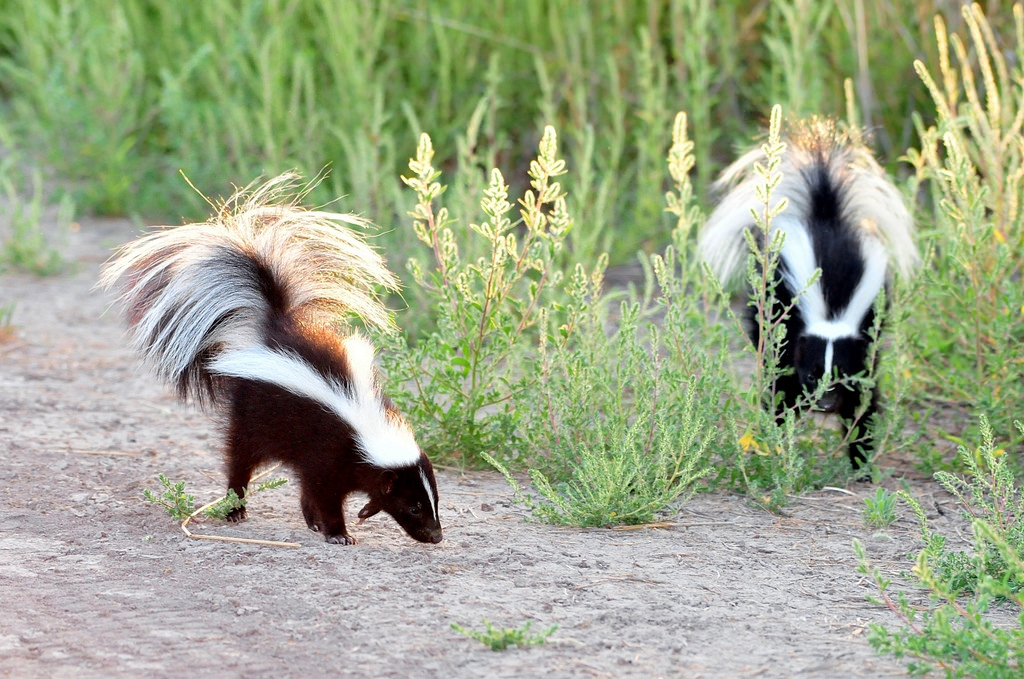DIY Skunk Removal Risks: Why Professional Help is Essential