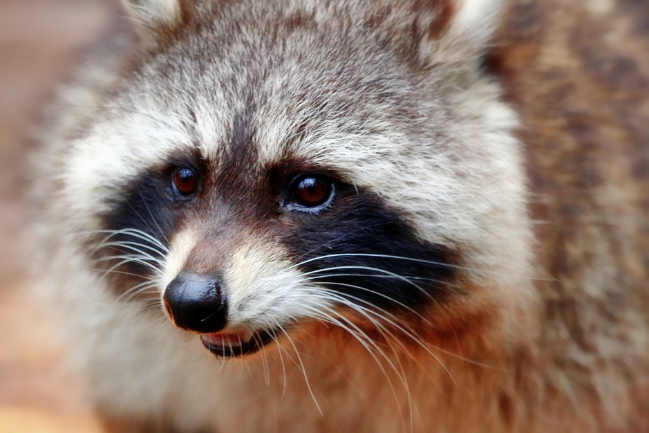 Raccoon Control and Removal - Animal Capture Wildlife Control