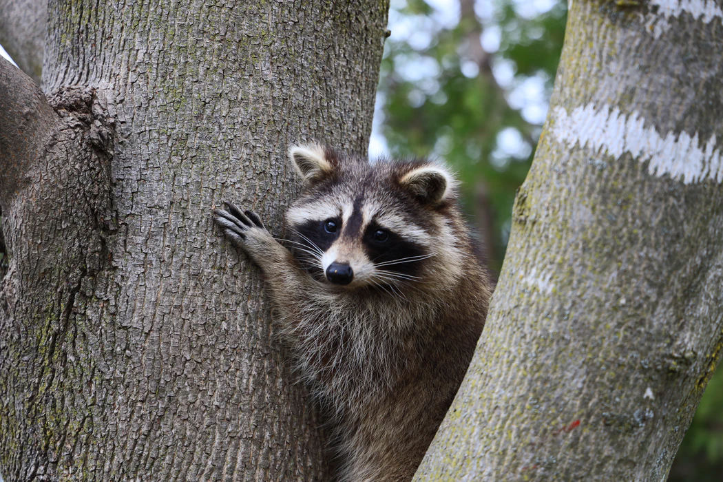 raccoon in a tree - Animal Capture Wildlife Control