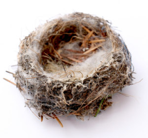 Animal Infestation Clean-Up In Your Home | Animal Capture Wildlife Control