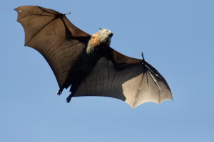 6 Species of California’s Native Bats - Animal Capture Wildlife Control