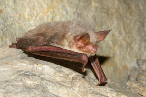 6 Species of California’s Native Bats - Animal Capture Wildlife Control