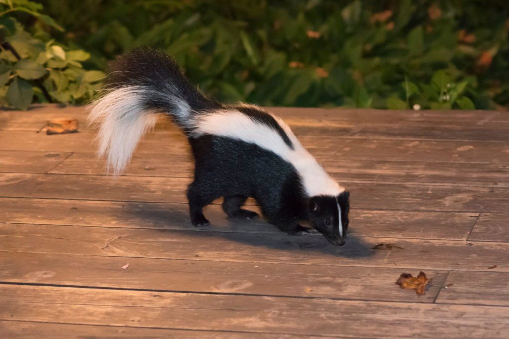 Ways to Remove Skunk Scent from Your Home