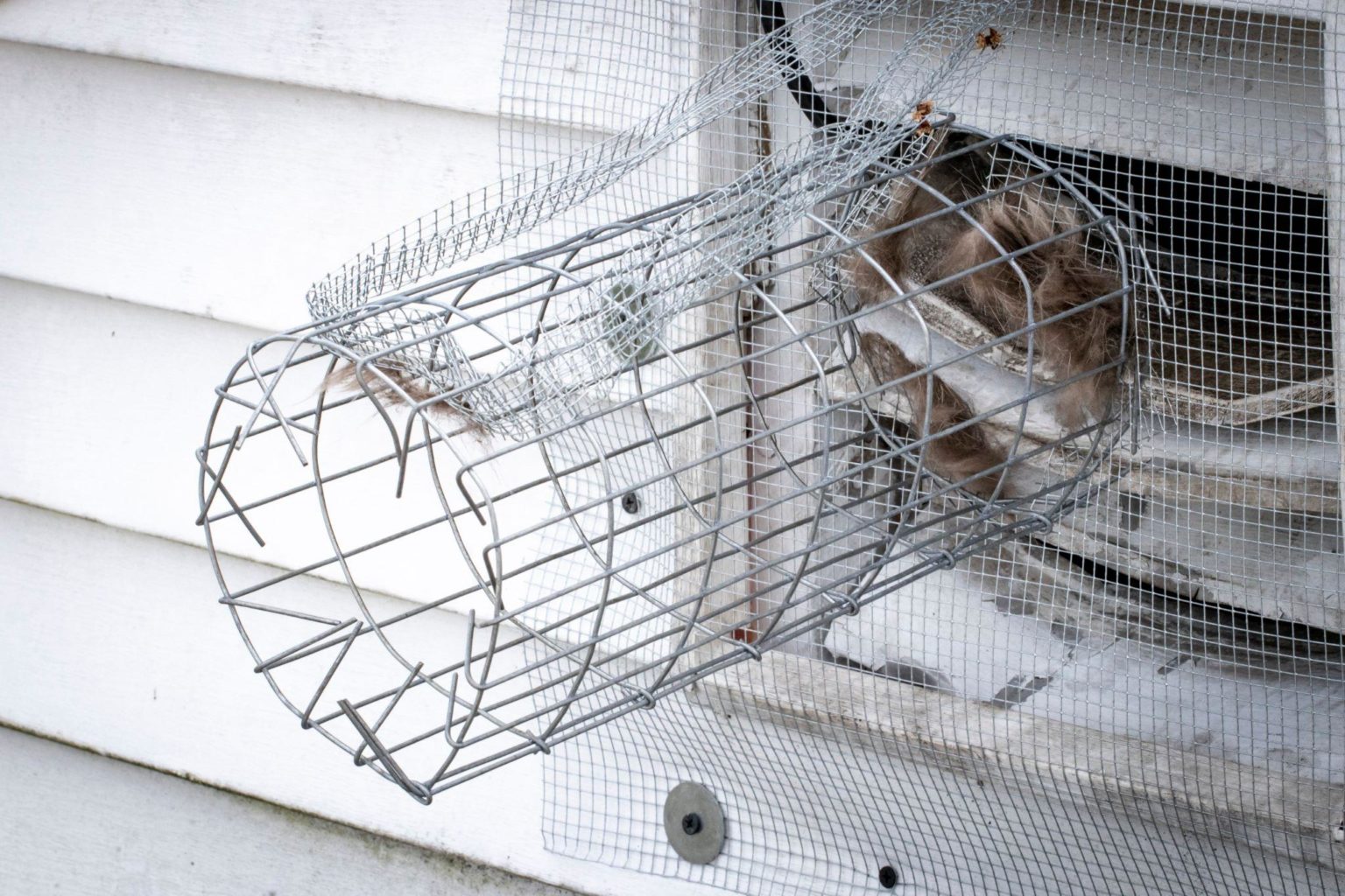 One way exclusion tunnel and wire mesh installed to eliminate rodents in attic - Animal Capture ...