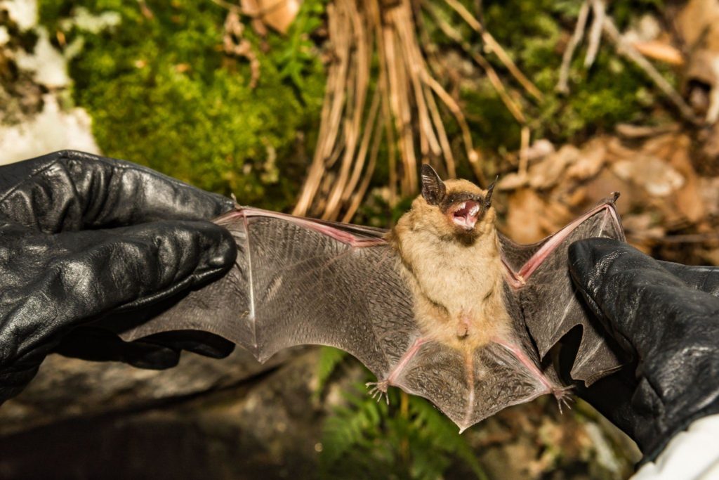 Common Diseases Carried by Bats - Animal Capture Wildlife Control