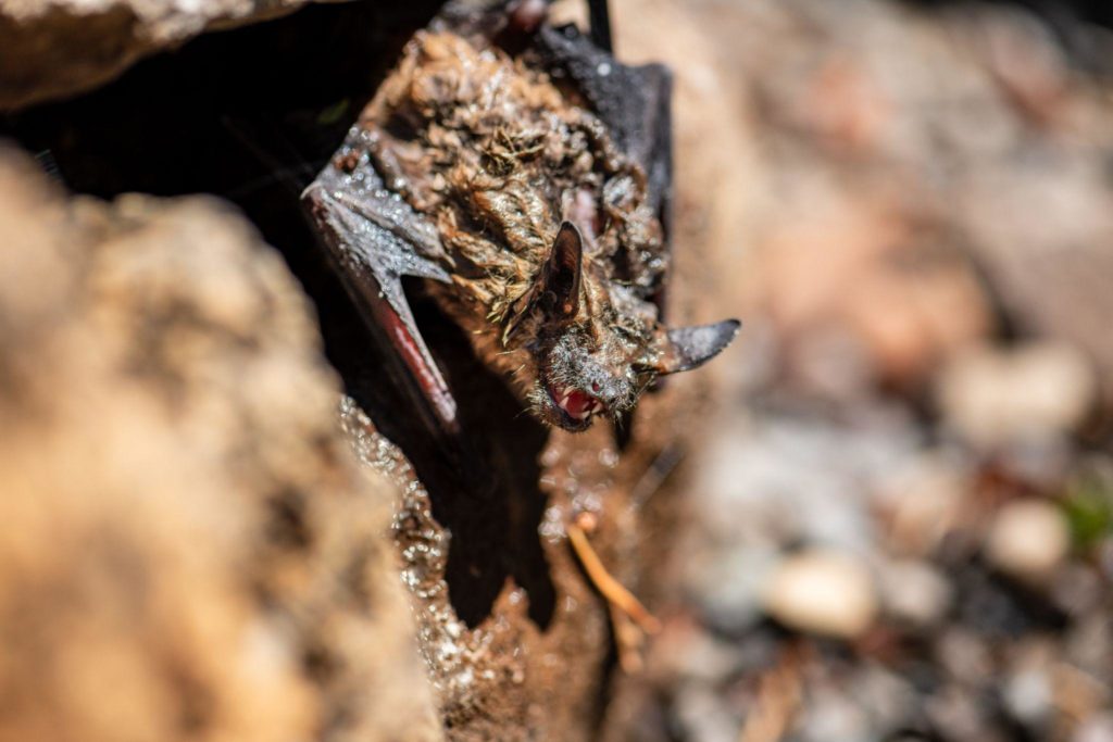 Bat on rocks - Animal Capture Wildlife Control