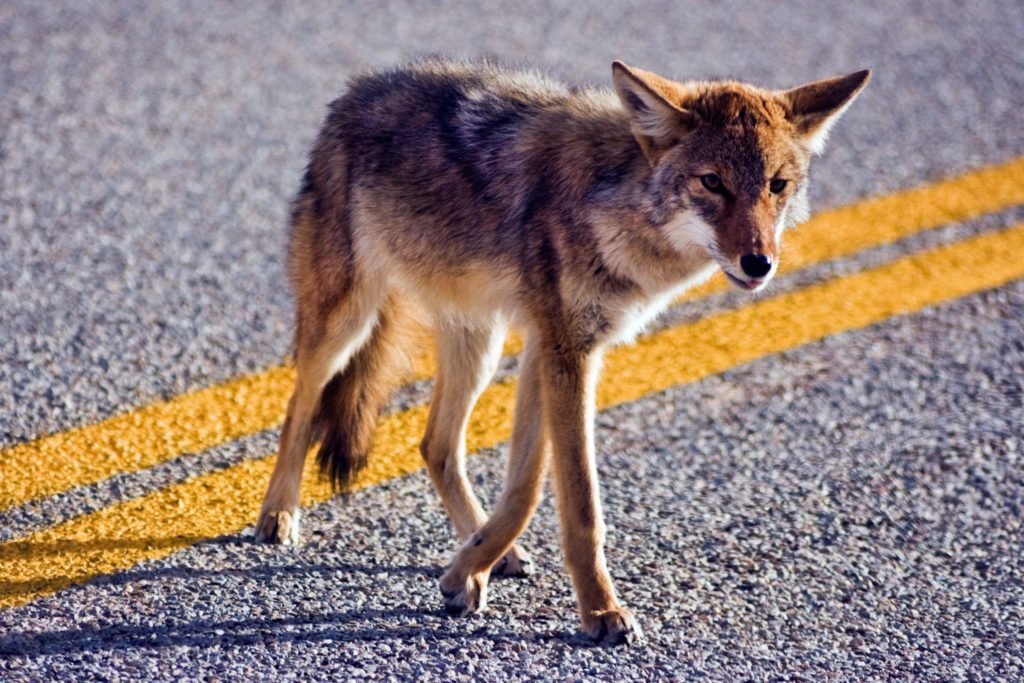 Coyote crossing road - Animal Capture Wildlife Control