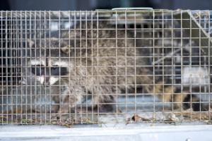 Resolving Urban Raccoon-Human Conflicts | Animal Capture Wildlife Control