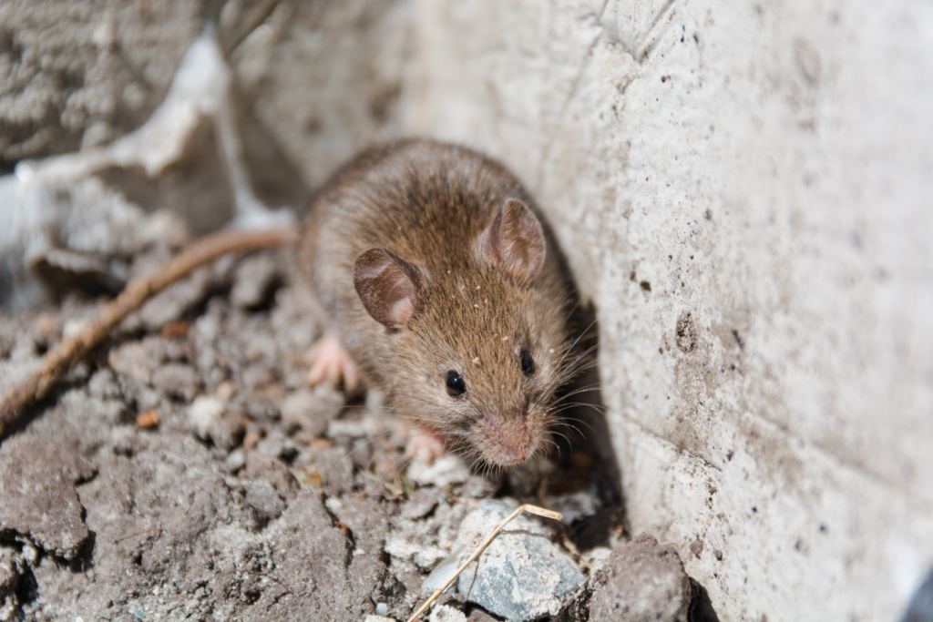 5 Types of Lighting That Deter Mice - Animal Capture Wildlife Control