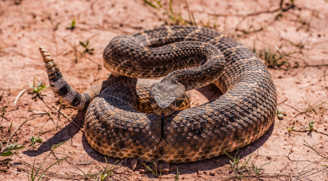 Vibrating Snake Repellents Guide: Effectiveness & Tips
