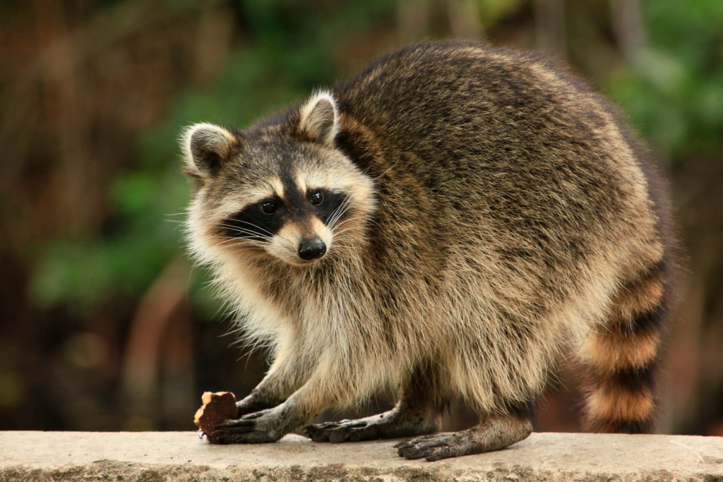 Repel Raccoons with These Hated Scents