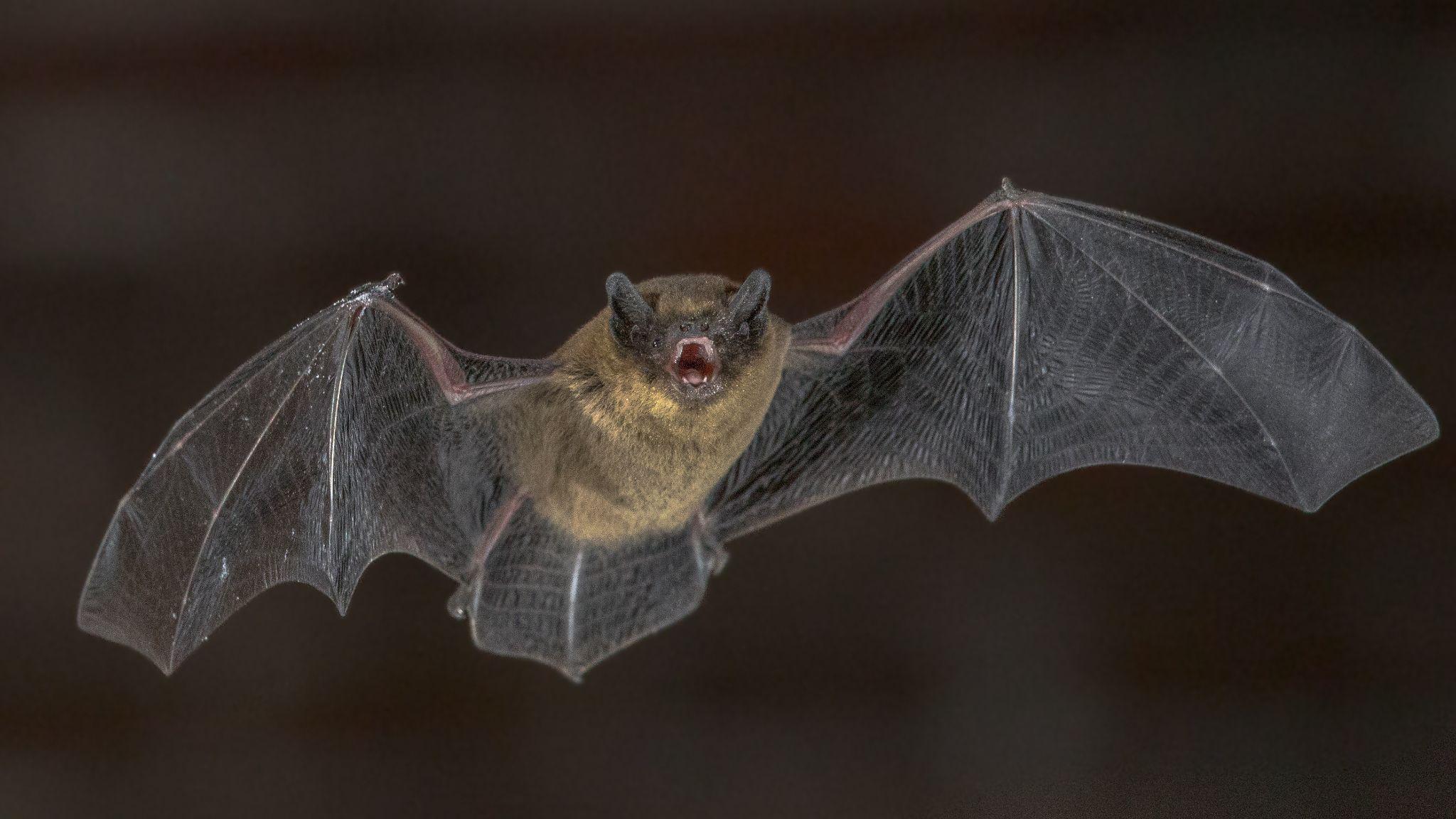 Dealing with Bat Infestations in Hospitals: Risks and Solutions ...