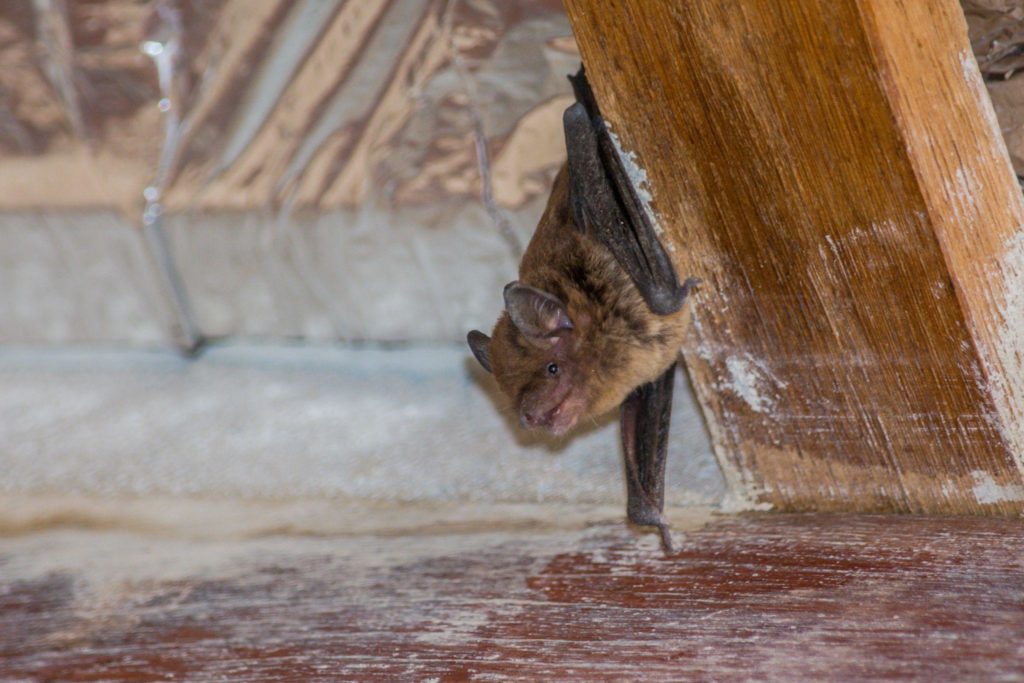 Battling Bat Infestations in Outdoor Dining: Expert Solutions for Open ...