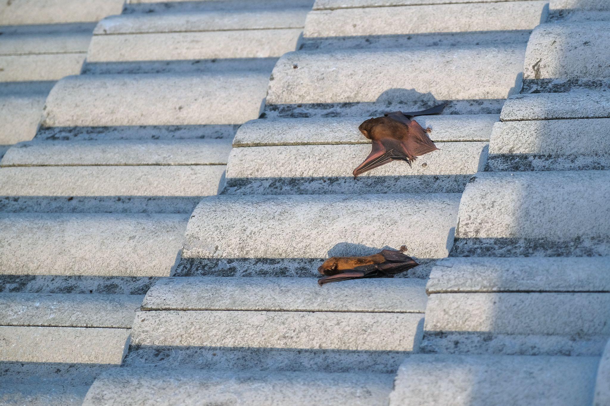 Battling Bat Infestations in Outdoor Dining: Expert Solutions for Open ...