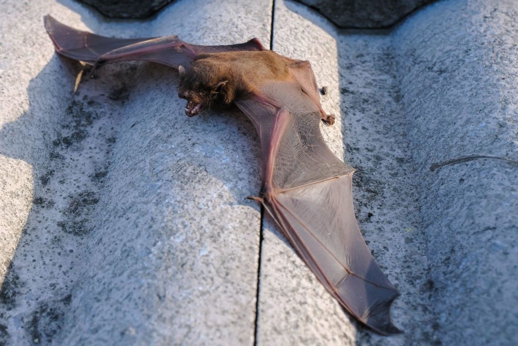 Bat on a residential home roof - Animal Capture Wildlife Control