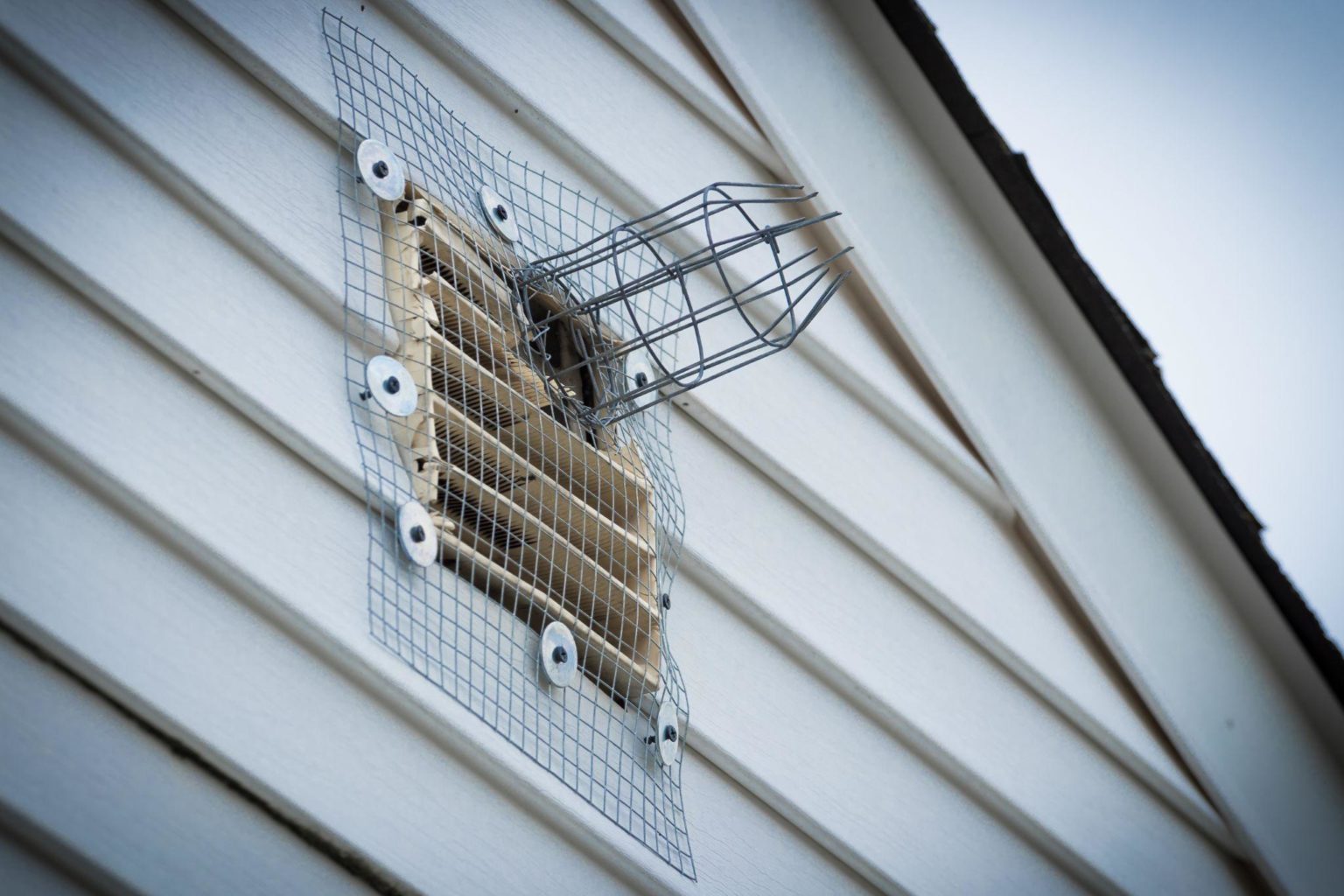 How to Inspect Your Home for Wildlife in the Winter - Animal Capture ...