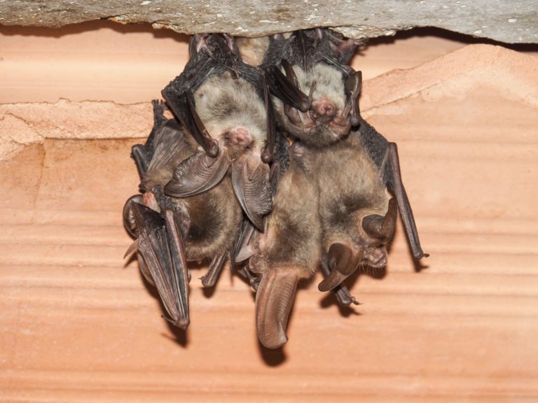 Bats carrying histoplasmosis - Animal Capture Wildlife Control