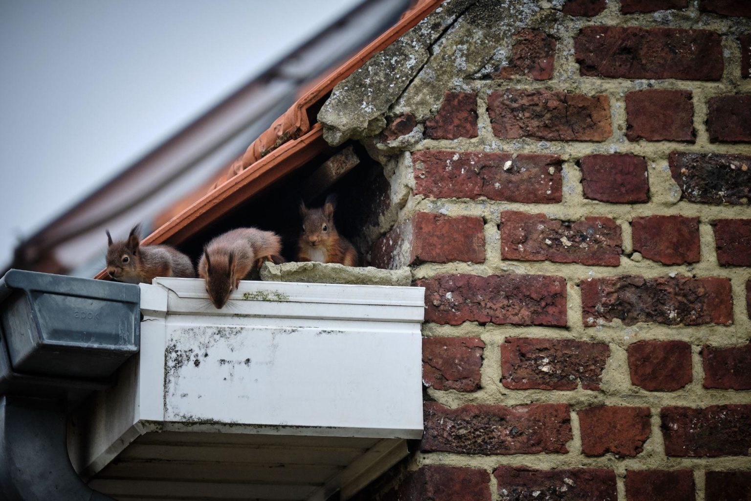 Squirrel infestation in a roof - Animal Capture Wildlife Control