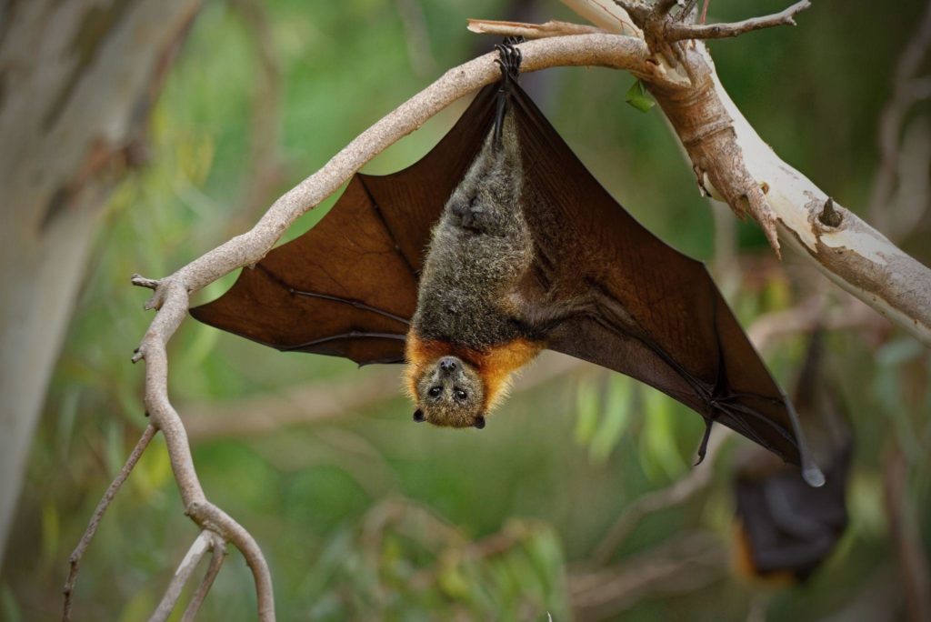 Grey-headed flying fox Pteropus poliocephalus hanging from a branch ...