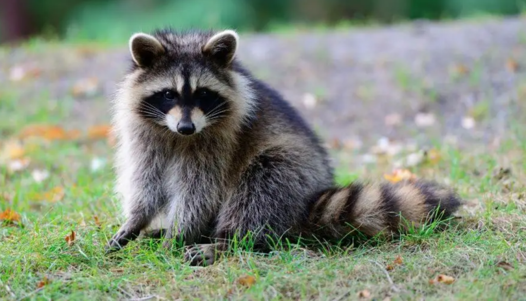 How to Tell If a Raccoon Has Rabies