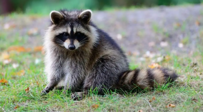 How to Tell If a Raccoon Has Rabies