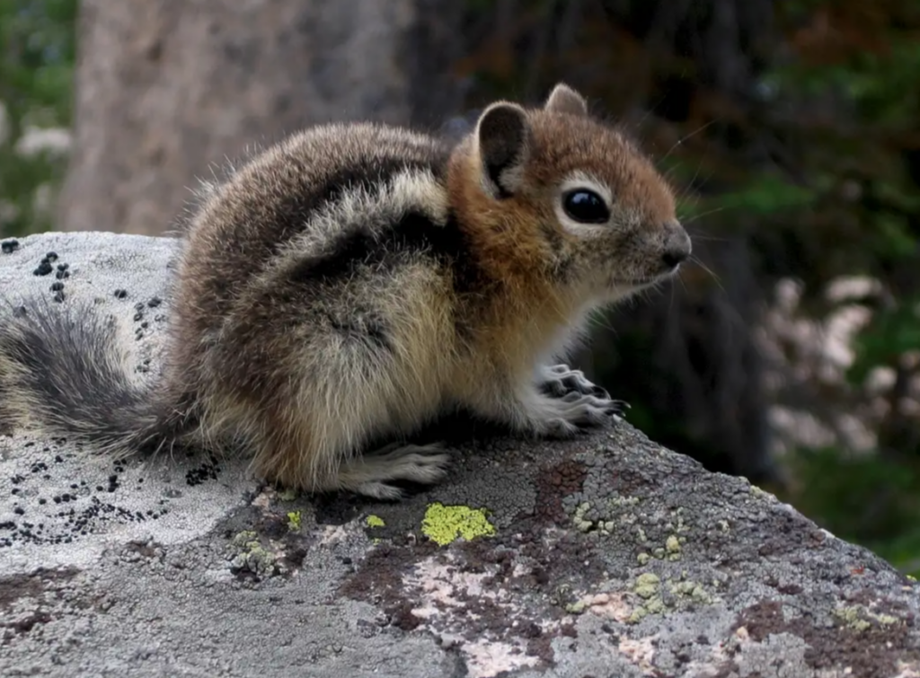 Tree Squirrels vs. Ground Squirrels in Los Angeles