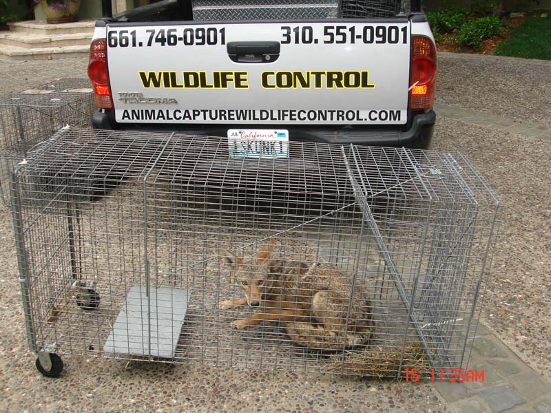 How to Tell the Difference Between a Rodent Problem and a Wildlife ...