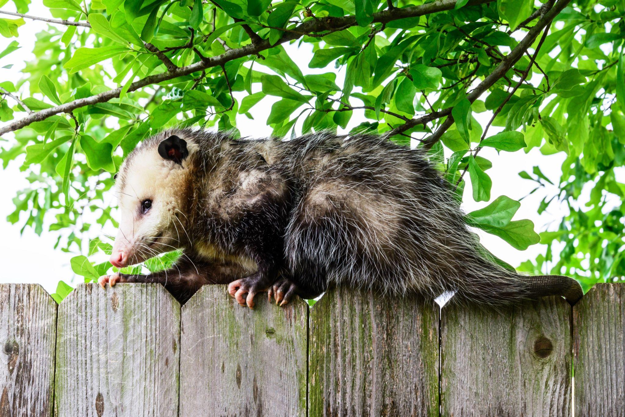Irvine Wildlife Removal and Damage Repair Services