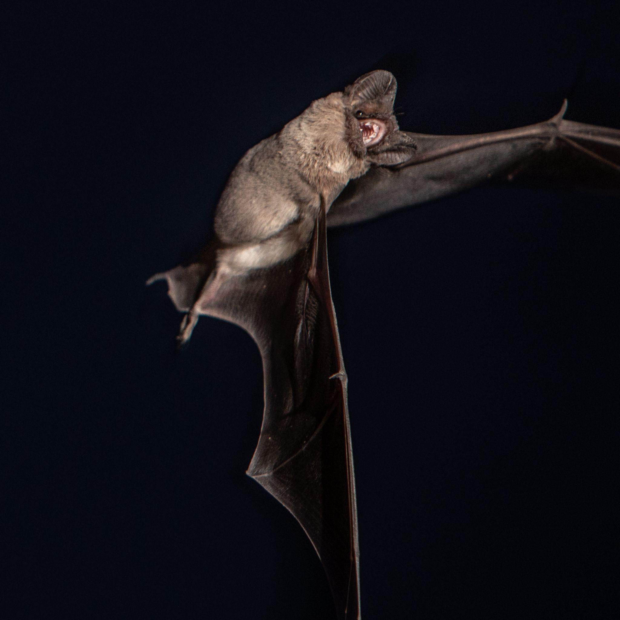 Professional Bat Removal in Chula Vista